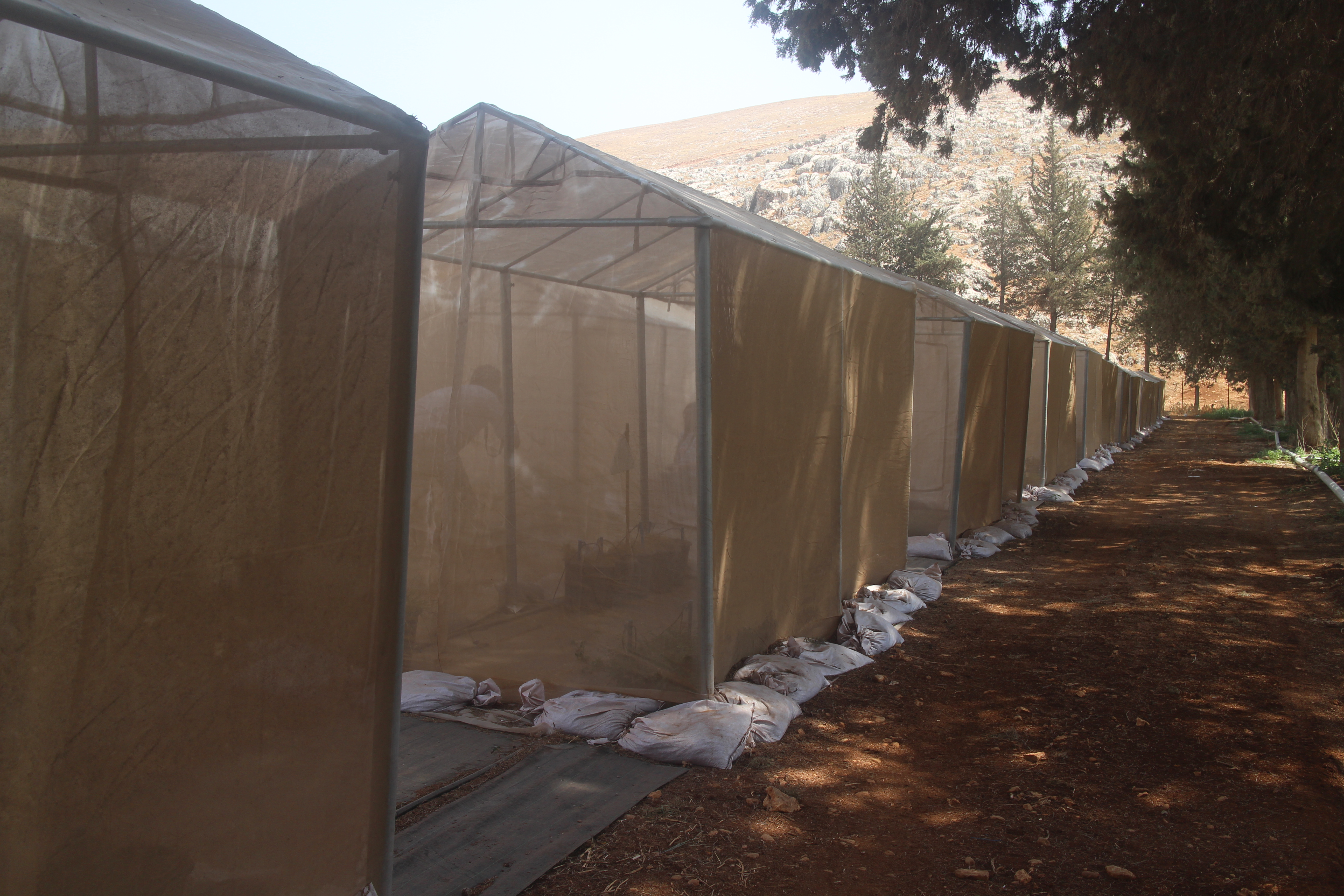 Syrian Seeds Rescued from Aleppo | Rainforest Journalism Fund