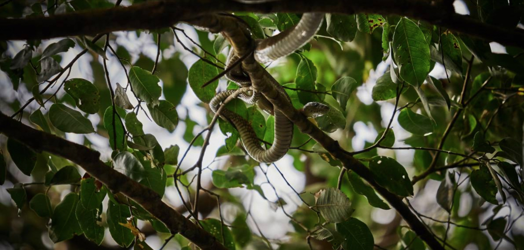 Snakebites and Anti-Venom in the Congo | Rainforest Journalism Fund