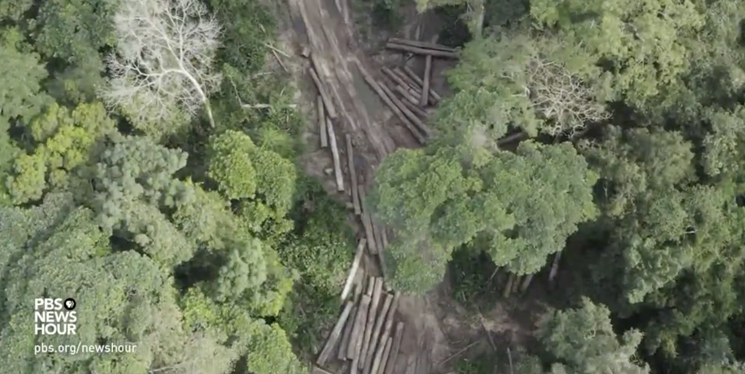 Congo's Illegal Timber | Rainforest Journalism Fund