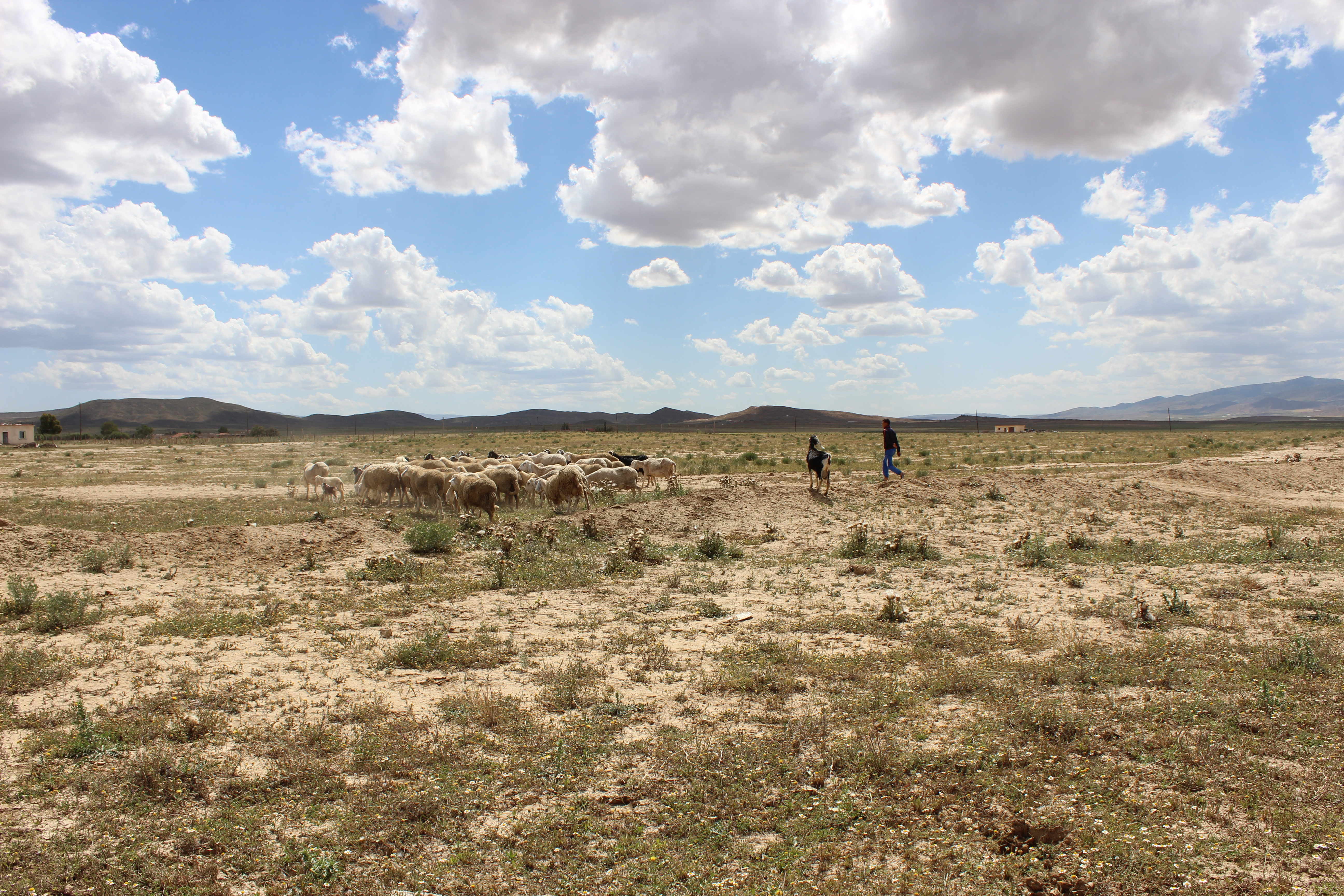 Algerian Sheepherders Face Climate Change | Rainforest Journalism Fund