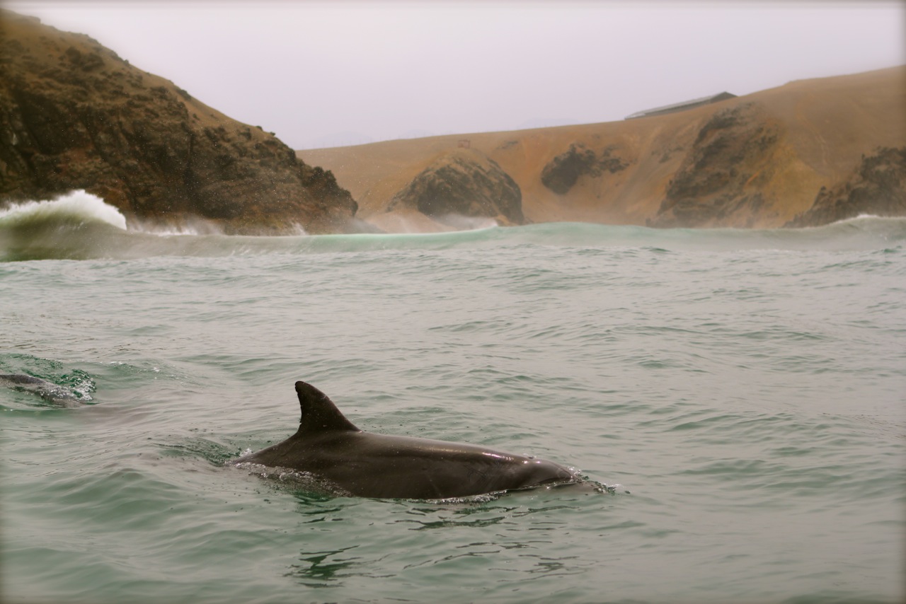 Fishing for Secrets: My Stormy Mission to Expose the 'World's Biggest ...