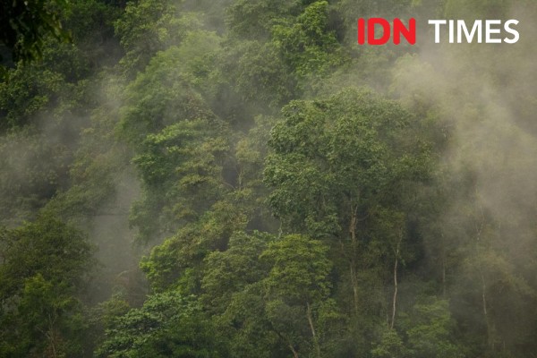 12 Portraits of the Remaining Tropical Rainforest in Java Island ...