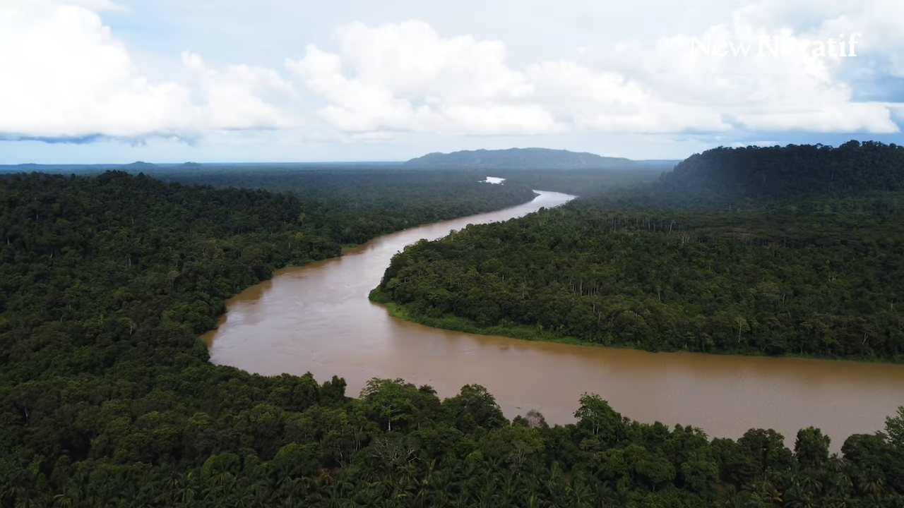 Reforesting Borneo During the Pandemic | Rainforest Journalism Fund