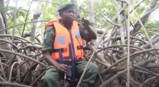 Mangrove Logging, a Threat to the Ecosystem | Rainforest Journalism Fund
