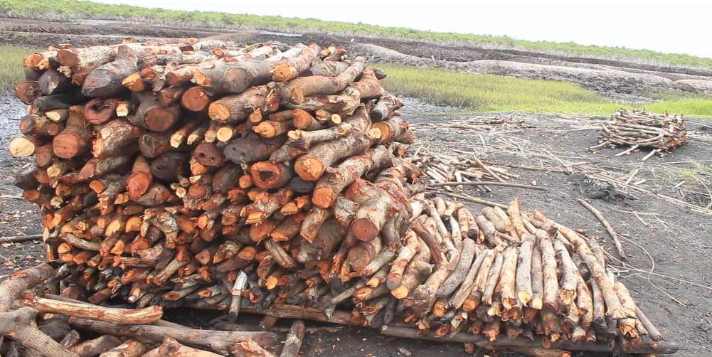 Mangrove Logging, a Threat to the Ecosystem | Rainforest Journalism Fund