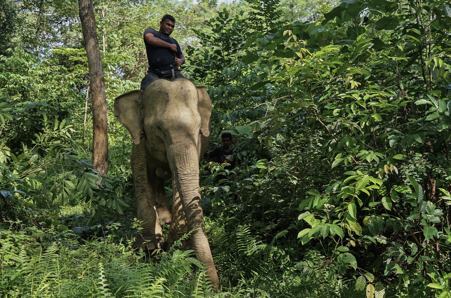 The Homeless Giants: Forest Loss and the Fate of Sumatran Elephants ...