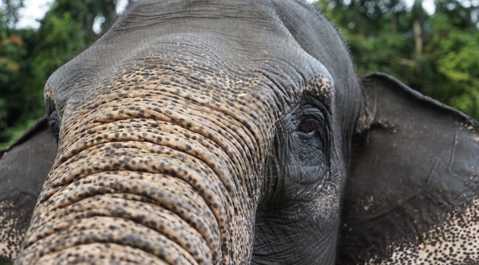 The Homeless Giants: Forest Loss and the Fate of Sumatran Elephants ...