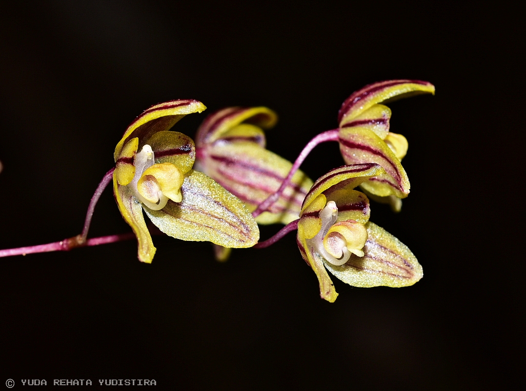 Cagar Alam Pegunungan Arfak, Suaka Flora di Tanah Papua | Rainforest ...