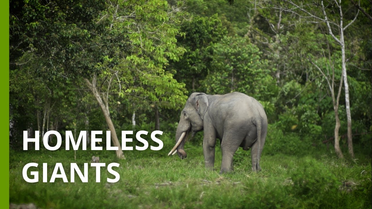 The Homeless Giants: Forest Loss and the Fate of Sumatran Elephants ...