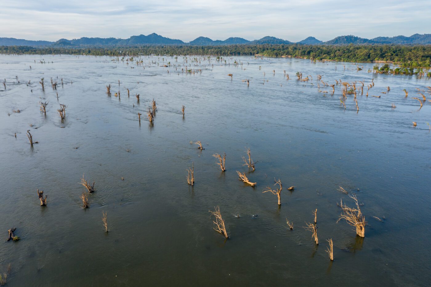 When a Flooded Forest Is Drowning | Rainforest Journalism Fund