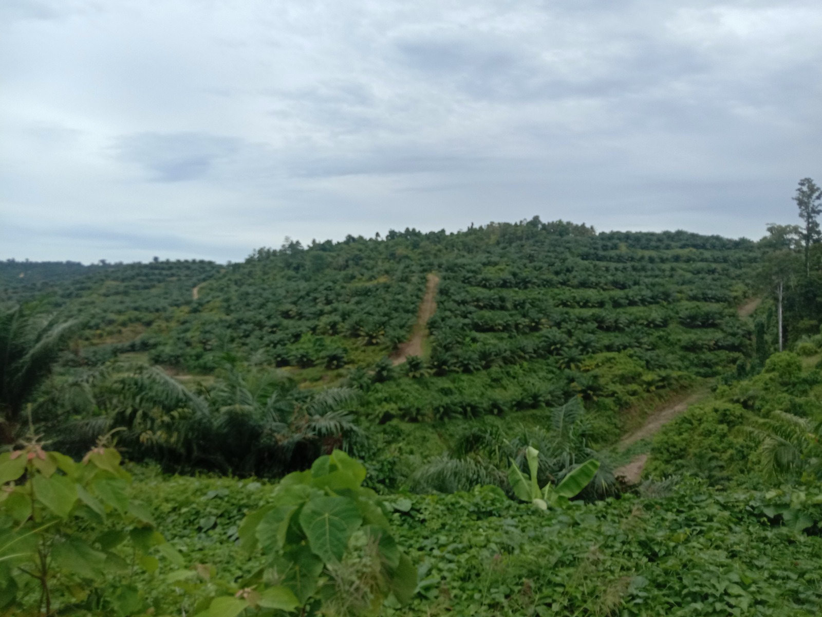 Monitoring Palm Oil Investment in Halmahera Forest Area | Rainforest ...