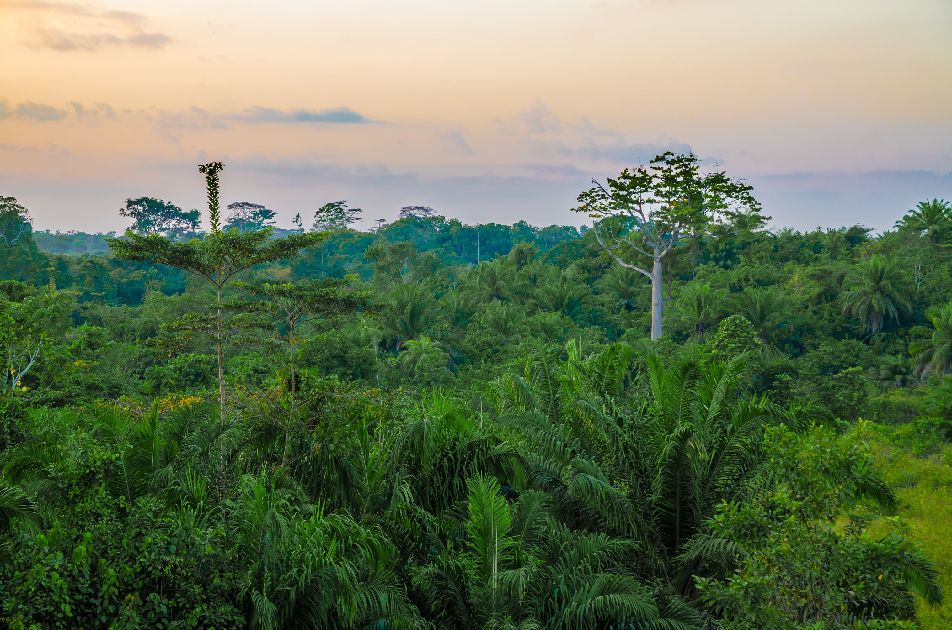 On Hallowed Ground: Conserving the Sacred Forests of West Africa ...