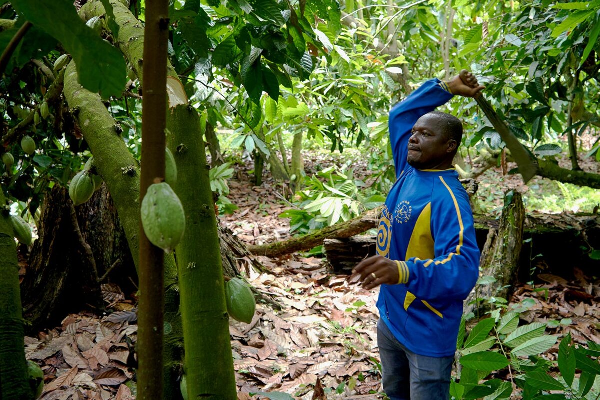 Can We Produce Cocoa Without Deforesting? | Rainforest Journalism Fund