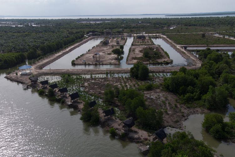 Rusaknya ekosistem pesisir timur Sumatera gara-gara deforestasi mangrove - Bagian 2 | Rainforest ...