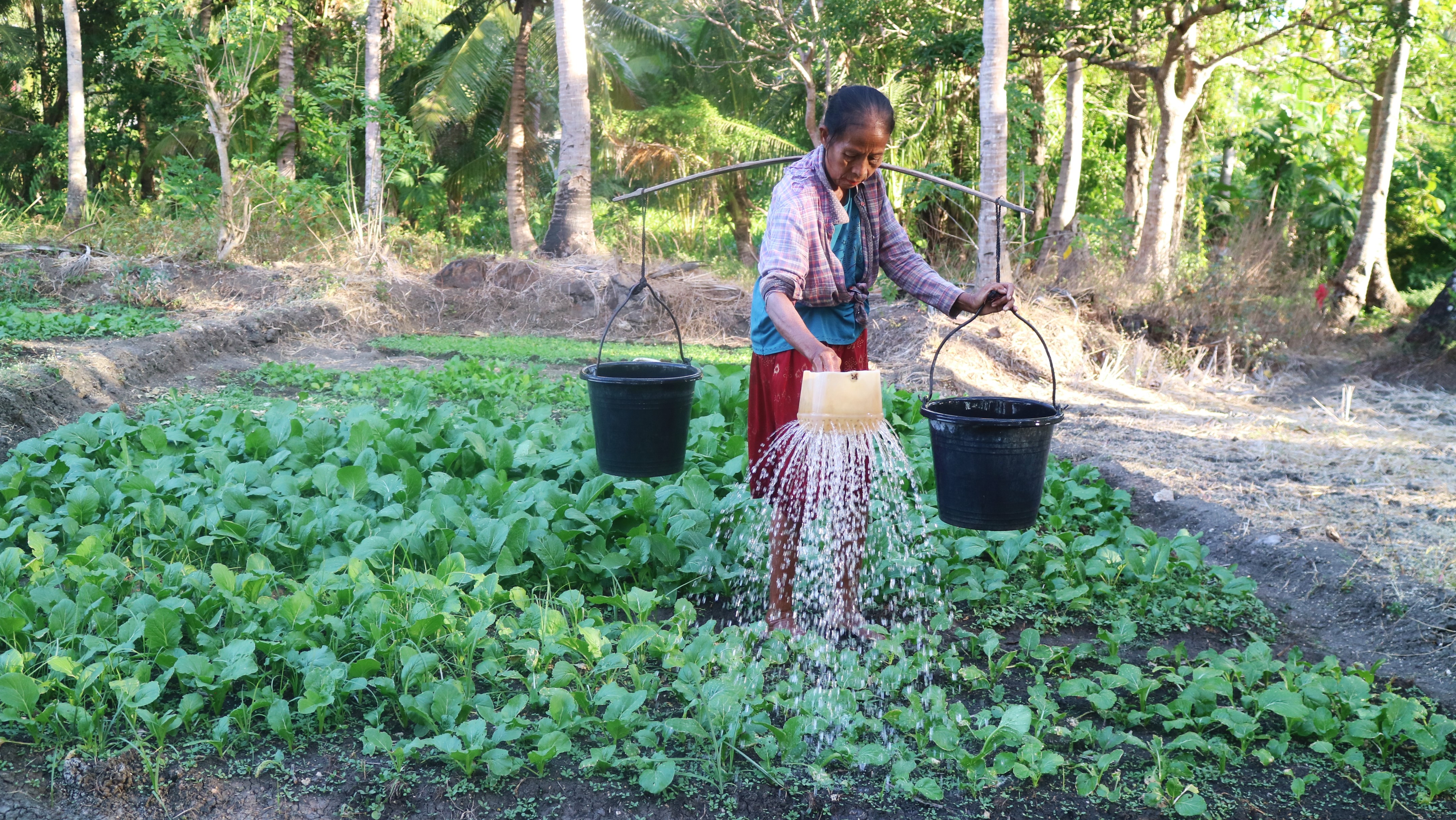 Protecting the Forest and Water Resources of Small Islands | Rainforest ...