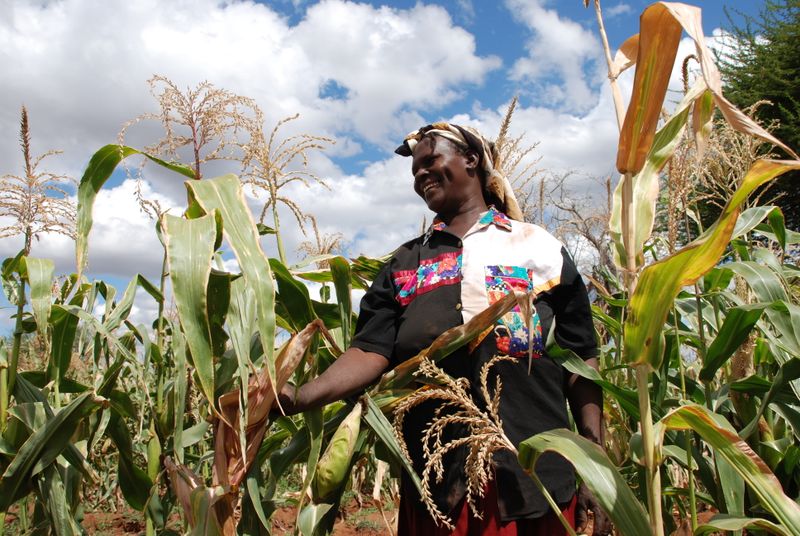 Kenya: Testing Ground for GMOs | Rainforest Journalism Fund