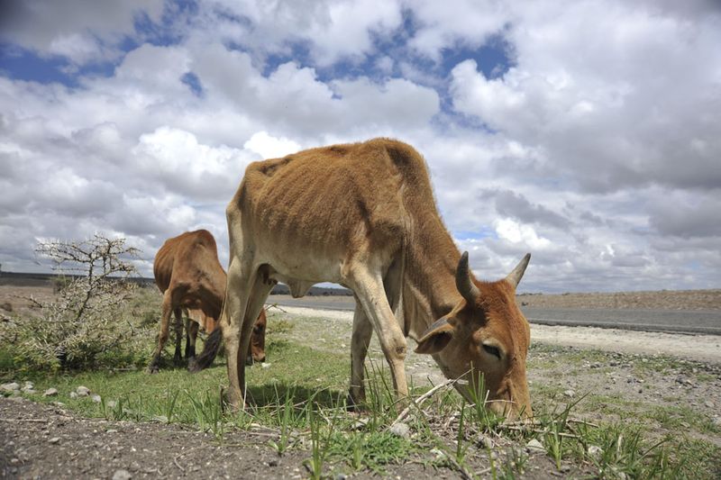 Kenya: Officials Warn of Food Shortage | Rainforest Journalism Fund