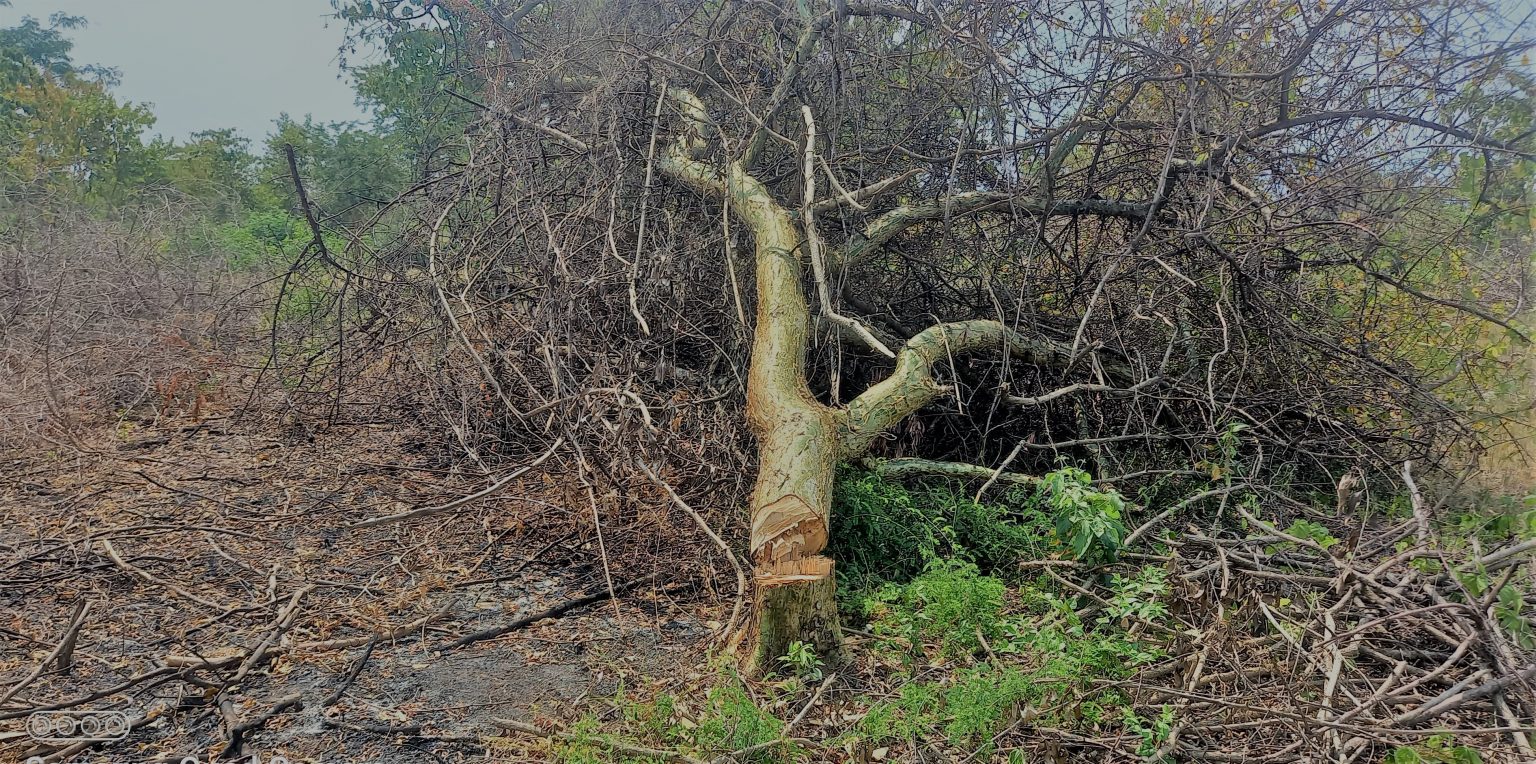 When Charcoal and Firewood Consume Forests in the Great Lakes Region ...
