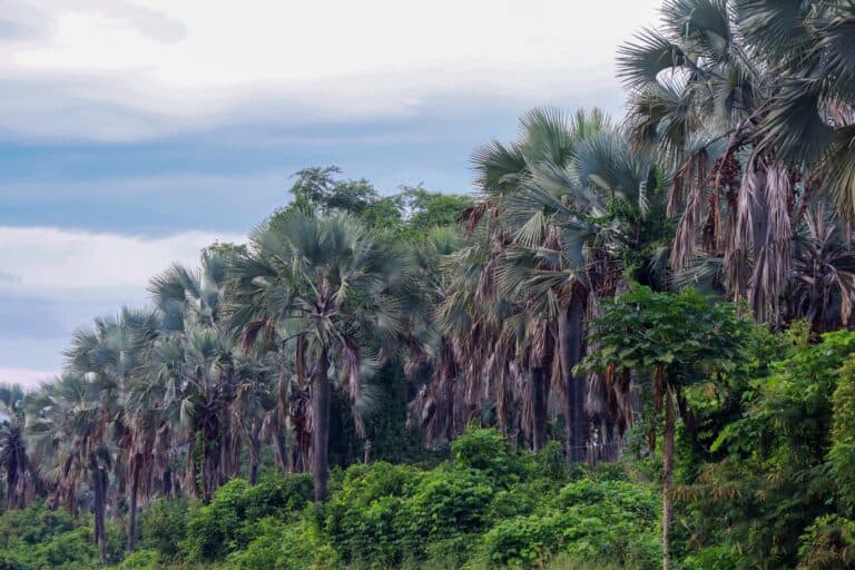 Burundi | Rainforest Journalism Fund