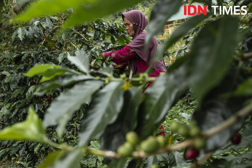 Planting Coffee, Maintaining Sustainability at Batang Gadis National ...