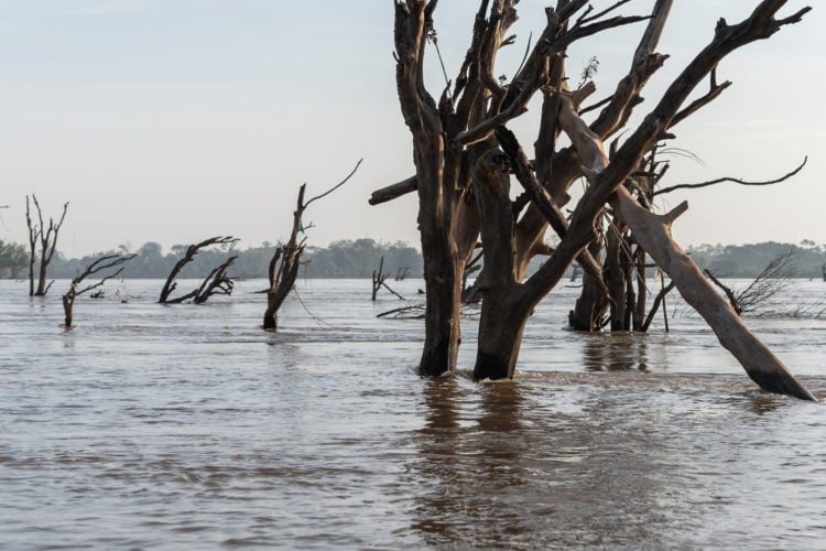 When a Flooded Forest Is Drowning | Rainforest Journalism Fund