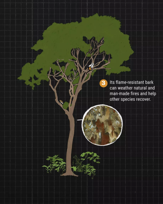 Supertrees: Meet Congo’s Caretaker of the Forest | Rainforest ...