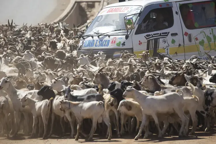 Pathway to Peril | Rainforest Journalism Fund