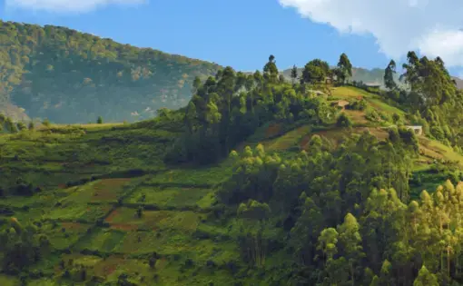 Koboko District Closes Charcoal Markets Following RJF-Supported Story ...