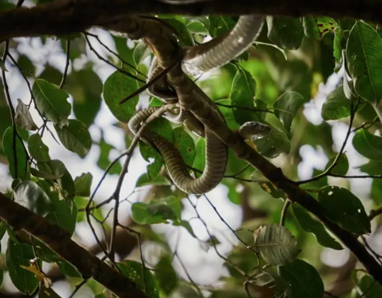 Snakebites and Anti-Venom in the Congo | Rainforest Journalism Fund