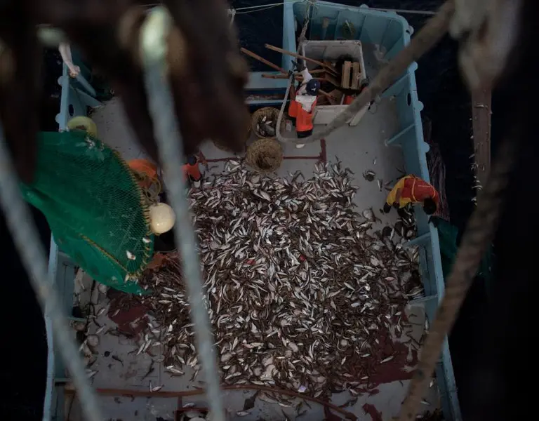 Two Fish, One Fish, Don’t Fish, Ton Fish | Rainforest Journalism Fund