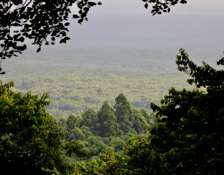 Radio: Congo-Brazzaville: Mayombe Forest Under Pressure From Illegal ...