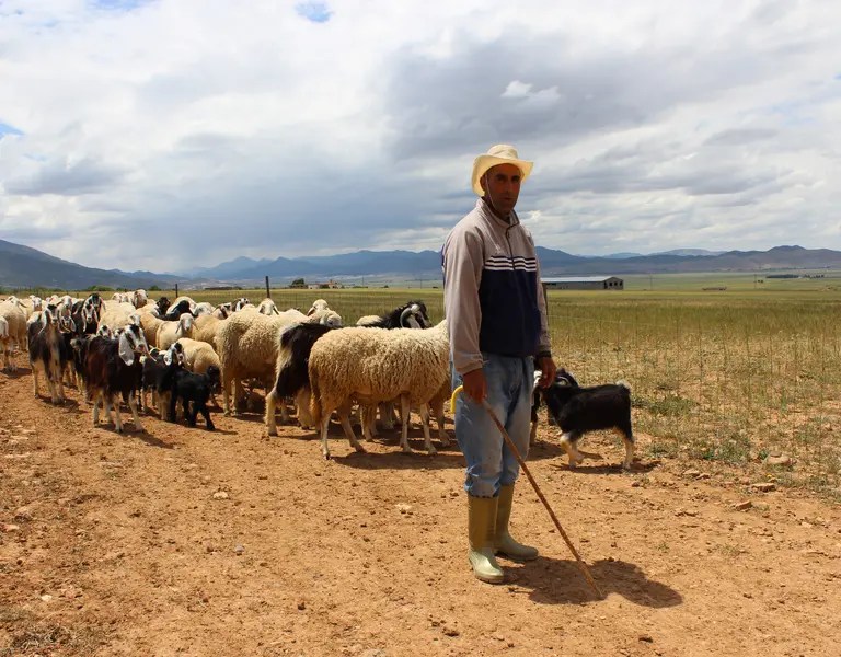 Algerian Sheepherders Face Climate Change | Rainforest Journalism Fund