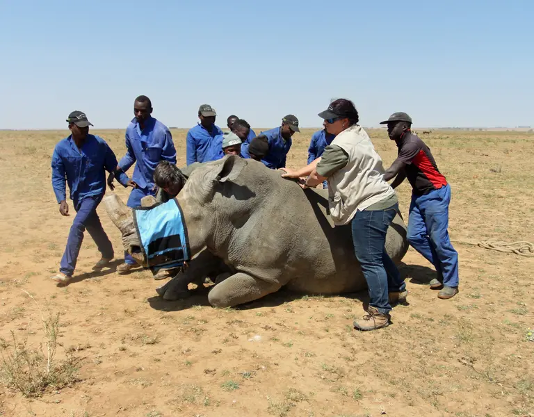 South Africa: Legal Trade in Rhinoceros Horns Could Save the Species ...