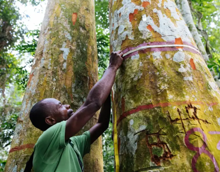 Supertrees: Meet Congo’s Caretaker of the Forest | Rainforest ...