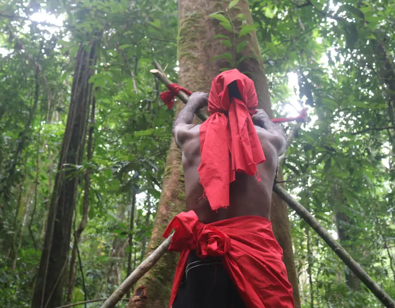 The Sabuai Indigenous People Restore the Forest Through Sasi (bahasa ...