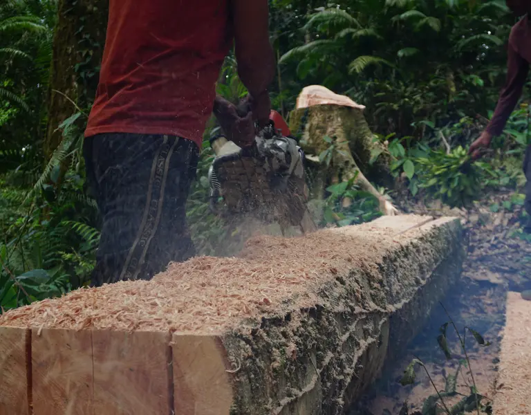 The Movement of Communities To Restore Forests Inside National Parks ...