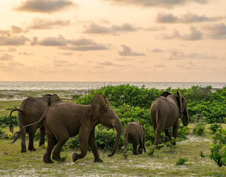 Sustainable Hunting Management: Local Communities Experiment with an ...