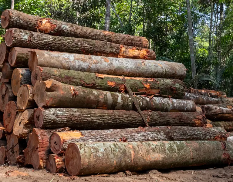 Use of an Algorithm for Timber Supply Chain | Rainforest Journalism Fund