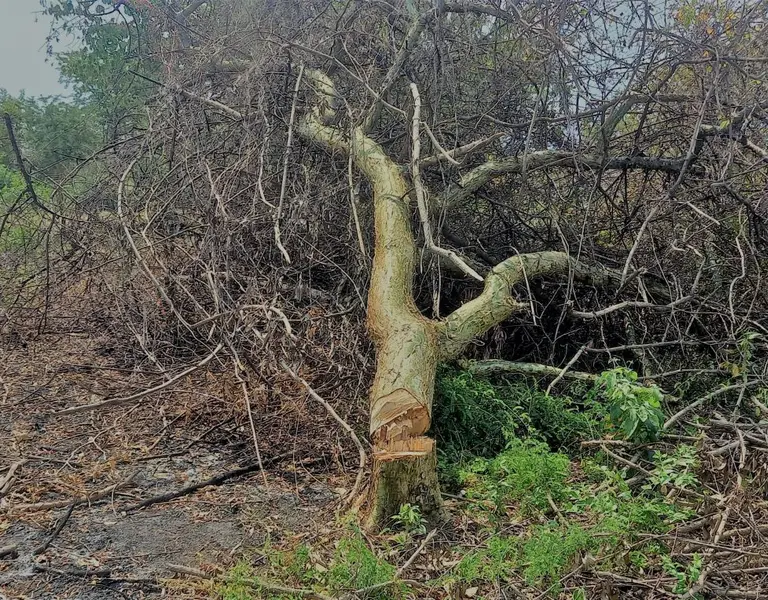 Extensive Deforestation Resulting From Commercial Charcoal, Firewood ...