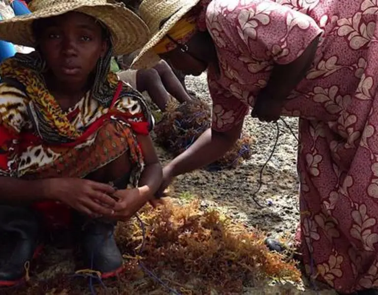 Climate Change in Zanzibar: Eroding Women’s Economic Status ...