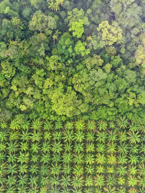 Forest Plantations on the Rise. What's the Deal? | Rainforest ...