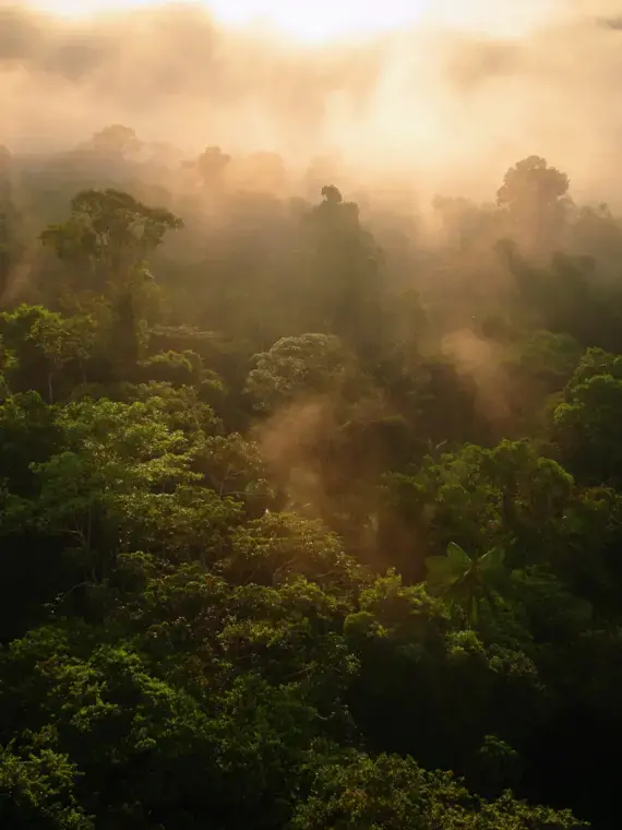 The Amazon's Tallest Tree | Rainforest Journalism Fund