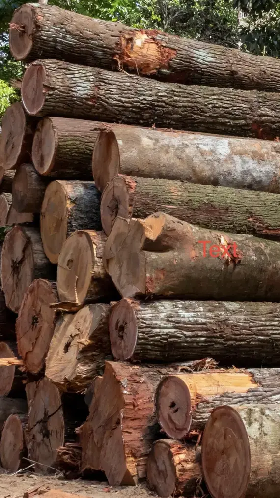 Use of an Algorithm for Timber Supply Chain | Rainforest Journalism Fund