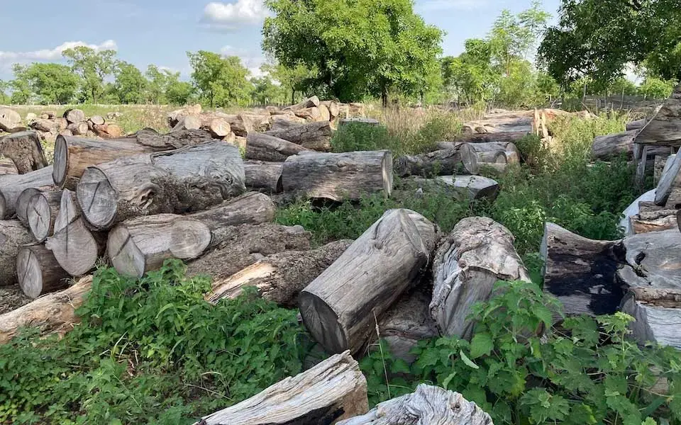 Lack of Political Will in Ghana Fuels Illegal Rosewood Logging ...